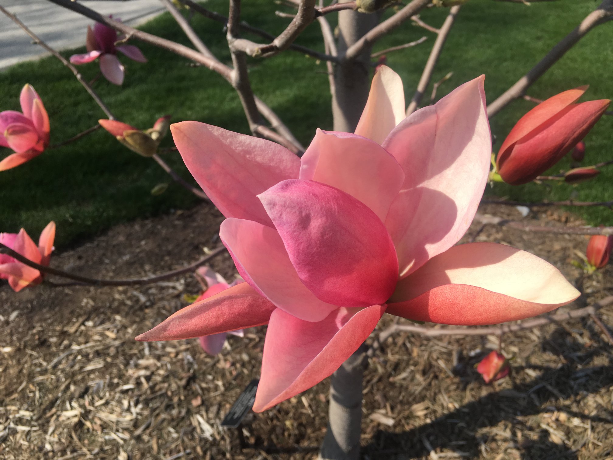 Магнолии : МАГНОЛИЯ-Magnolia Royal Splendor
