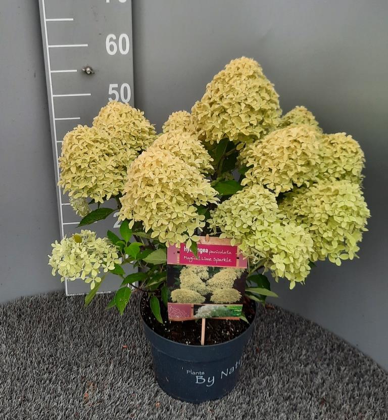 Метельчатые : Гортензия Magical Lime Sparkle Hydrangea paniculata ...
