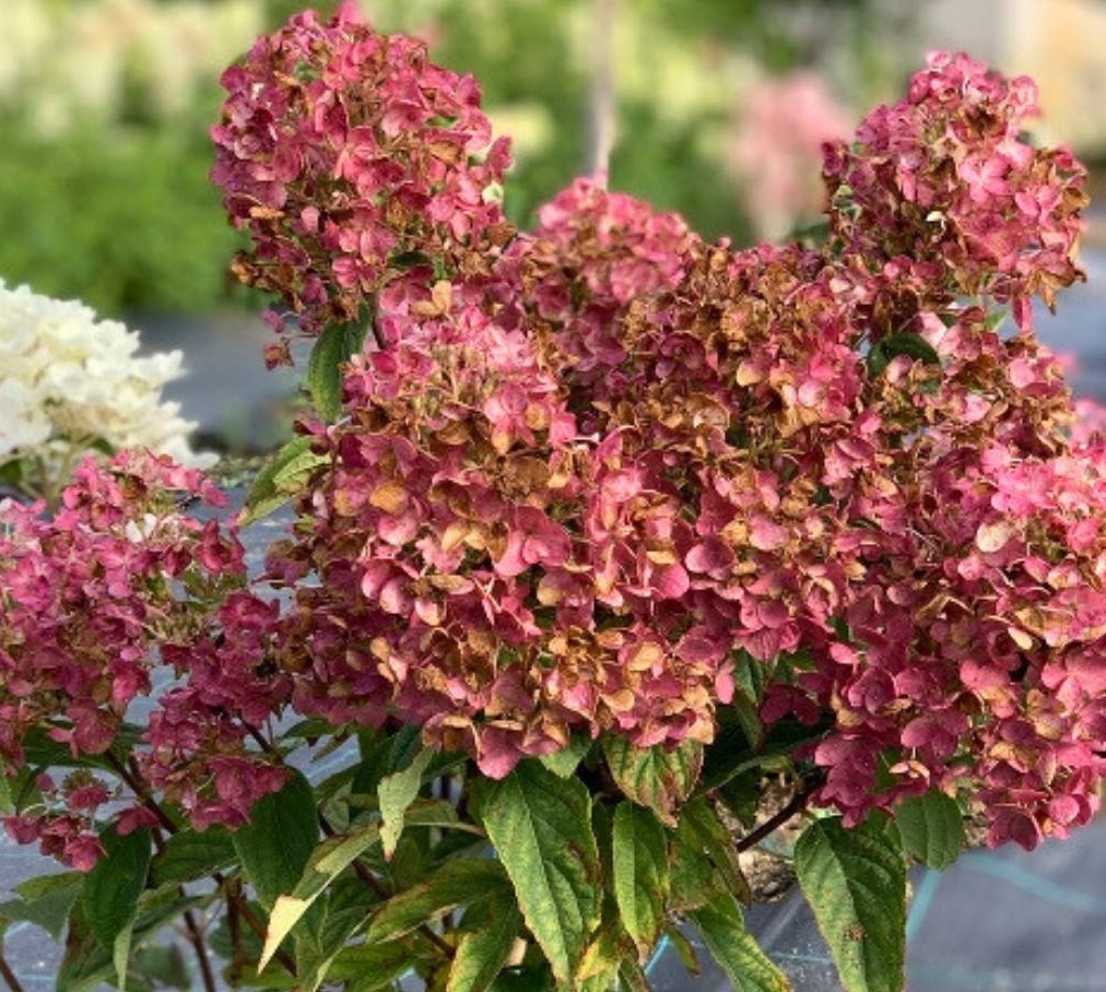 Метельчатые : Гортензия метельчатая Тиклд Пинк.Hydrangea pan. Tickled Pink