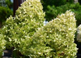 Метельчатые : Гортензия Magical Lime Sparkle Hydrangea paniculata ...